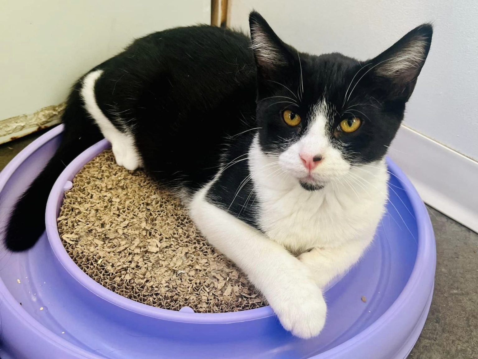 Adopt – CARES Cat Shelter